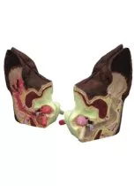 Equipment Instruments Specialised Consumables Anatomical Models