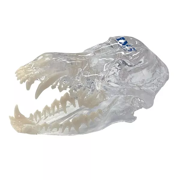 Sound Vet on-line iM3 Canine Skull Model - Clear