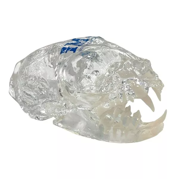 Sound Vet on-line iM3 Feline Skull Model - Clear