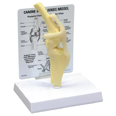 Sound Vet on-line Anatomical Model Canine Knee JORVET J0776